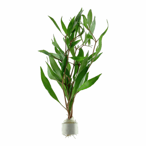 Hygrophila corymbosa - 5 Bund