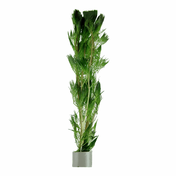 Cabomba aquatica - 5 Bund