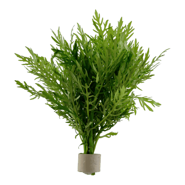 Hygrophila difformis - 5 Bund