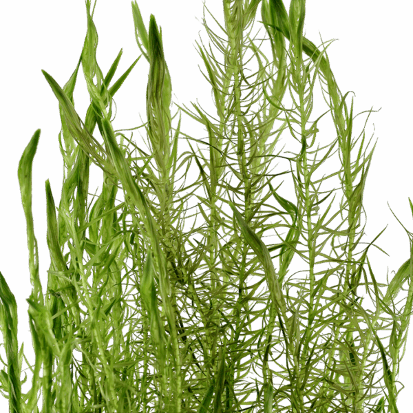 Mayaca fluviatilis - 5 Bund