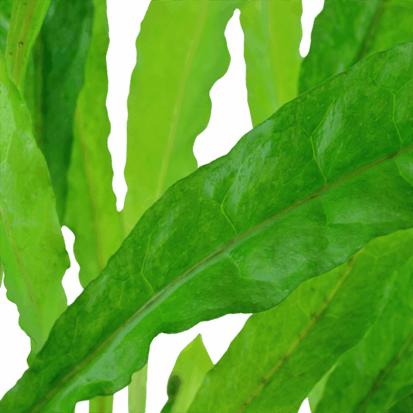 Microsorum pteropus XL-Topf - Mutter-Pflanze