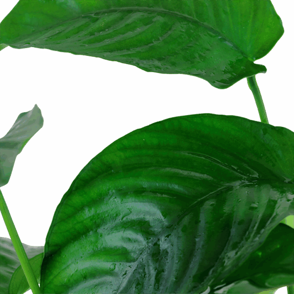 Anubias barteri var. caladiifolia XL-Topf - Mutter-Pflanze